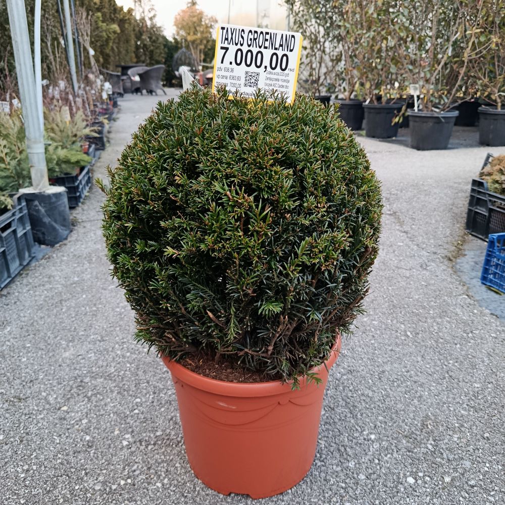 Taxus ‘Groenland’ 60 cm Ball