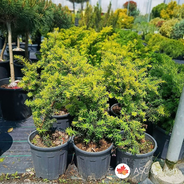 Taxus baccata 50-60 cm