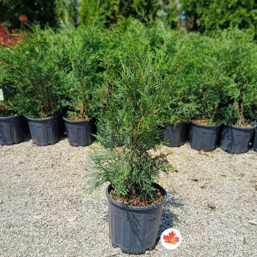 Cupressocyparis leylandii visine 60-90 cm