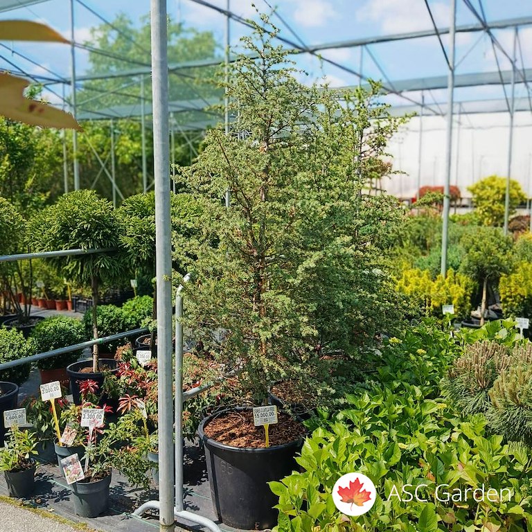 Cedrus atlantica verde 2m
