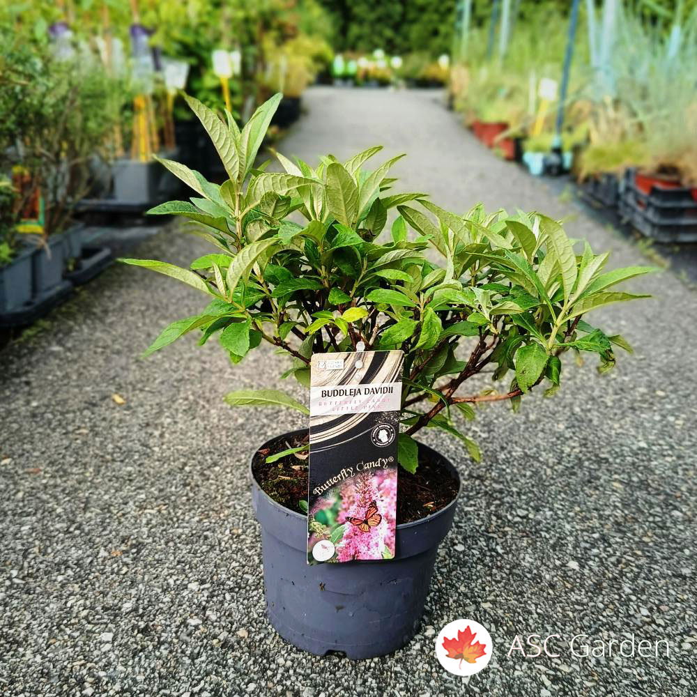 Buddleja davidii 30 cm