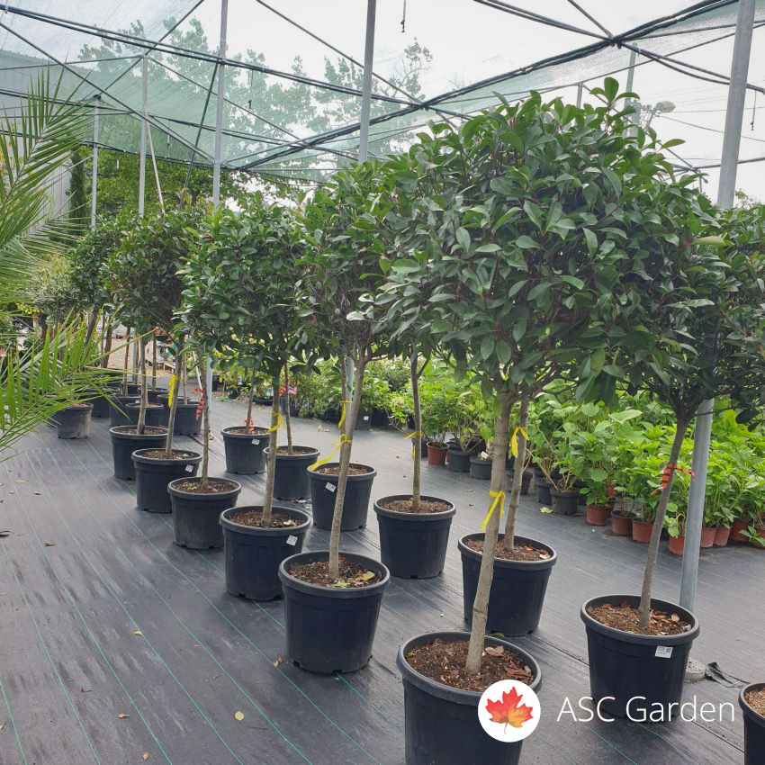 Photinia Red Robin na štapu 190 cm