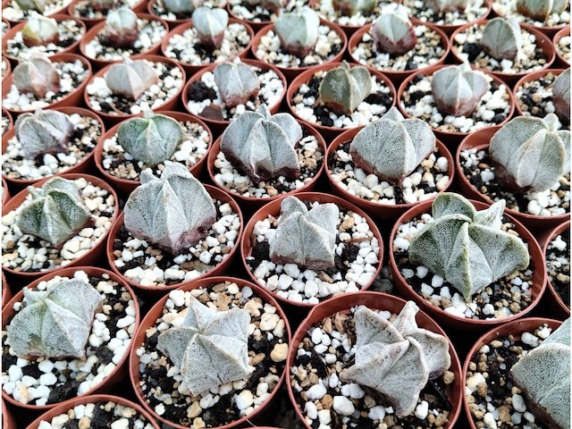 Astrophytum kaktus