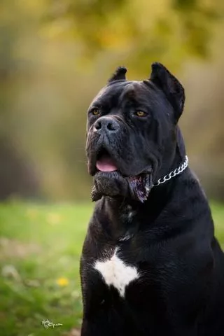 CANE CORSO MUŽJAK NA PRODAJU