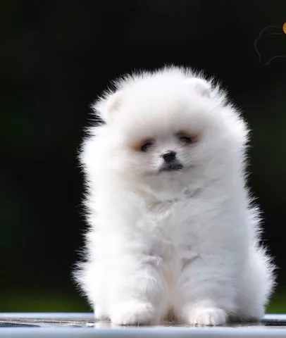 POMERANAC BOO PRELEPI ŠTENCI