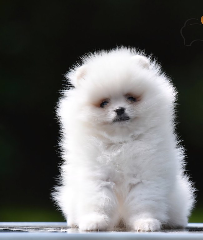 Pomeranac BOO prelepi štenci