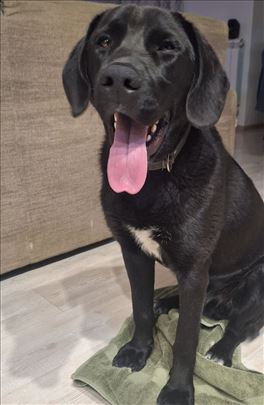 Poklanja se predivan mešanac labradora