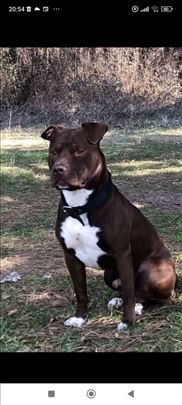Pit bul terijer,red nose