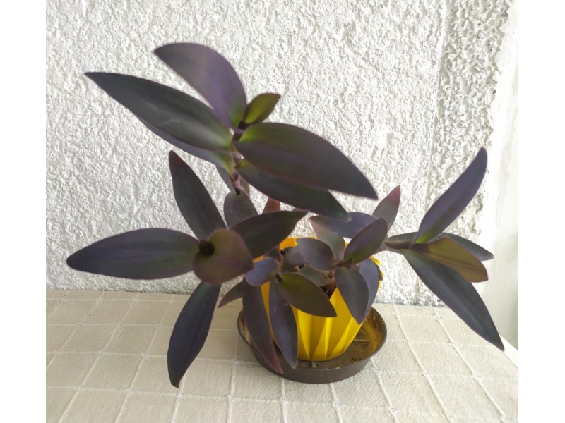 Tradescantia Pallida - ljubičasta lozica