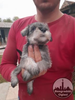Patuljasti Snauceri Biber So