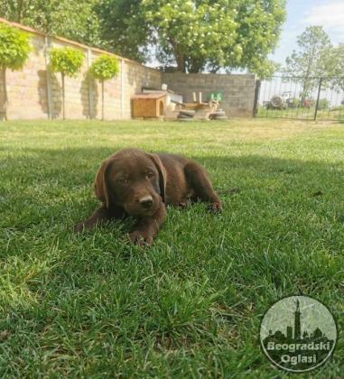 Čokoladni labrador