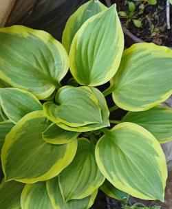 Hosta golden tiara