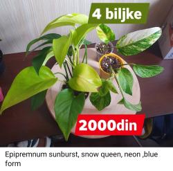 Epipremnum razno