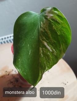 Monstera albo