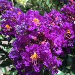 INDIJSKI JORGOVAN (LAGERSTROEMIA INDICA) - SADNICA