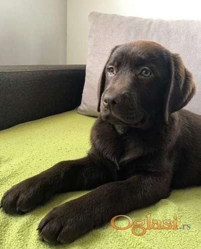 LABRADOR retriver, čokoladni štenci
