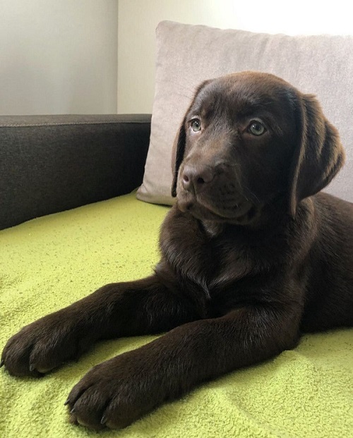 LABRADOR retriver, čokoladni štenci