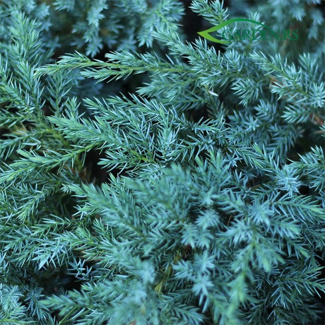 Plavi tepih - Juniperus `Blue Carpet`