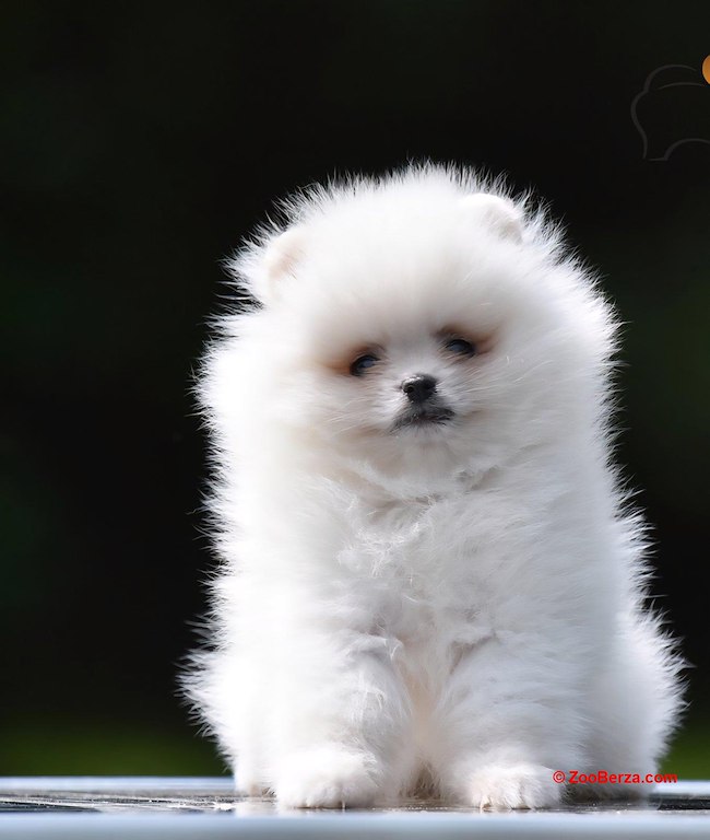 Pomeranac BOO prelepi štenci