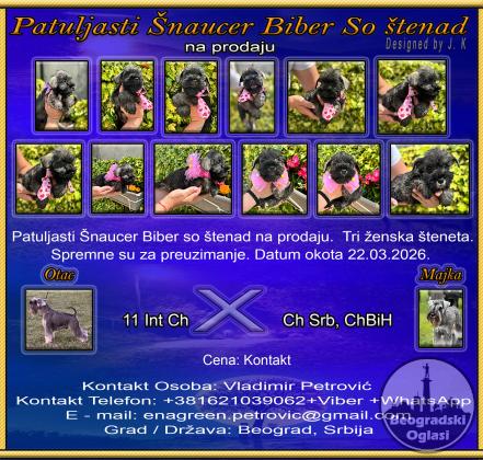 Patuljasti Šnaucer Biber So