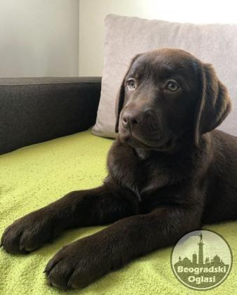 LABRADOR retriver, čokoladni štenci