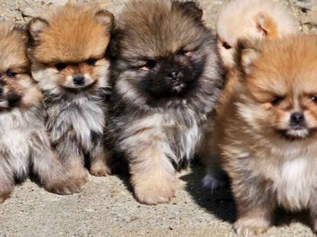 Najlepsi Pomeranci Boo