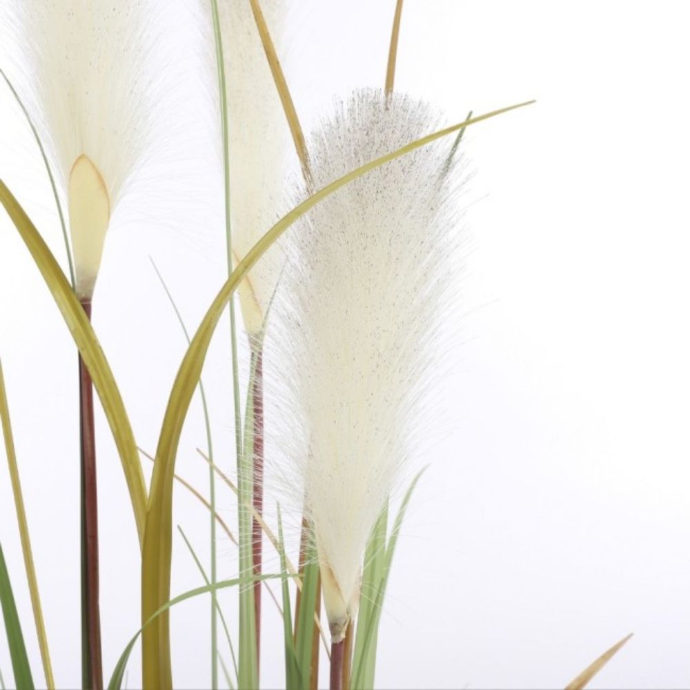 Trava plume foxtail belo u plastičnoj saksiji - h120xd45cm