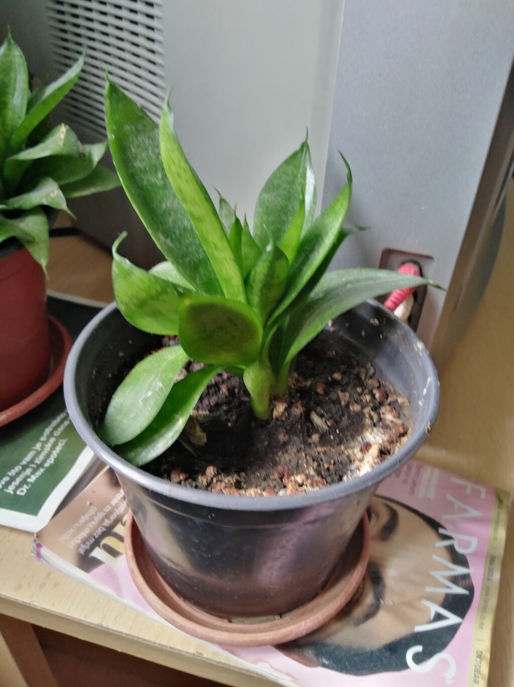 Sanseverija (Sansevieria), kompaktna forma u saksiji - Ukrasna sobna