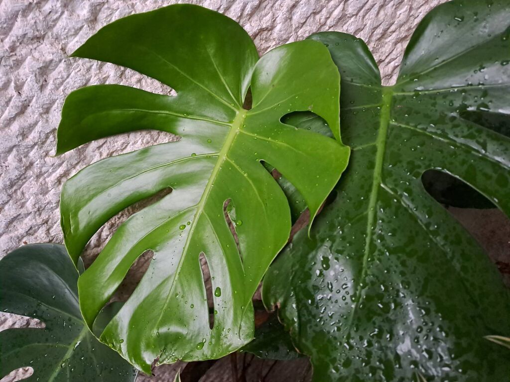 Filadendron, velika biljka, jednostavan za odrzavanje
