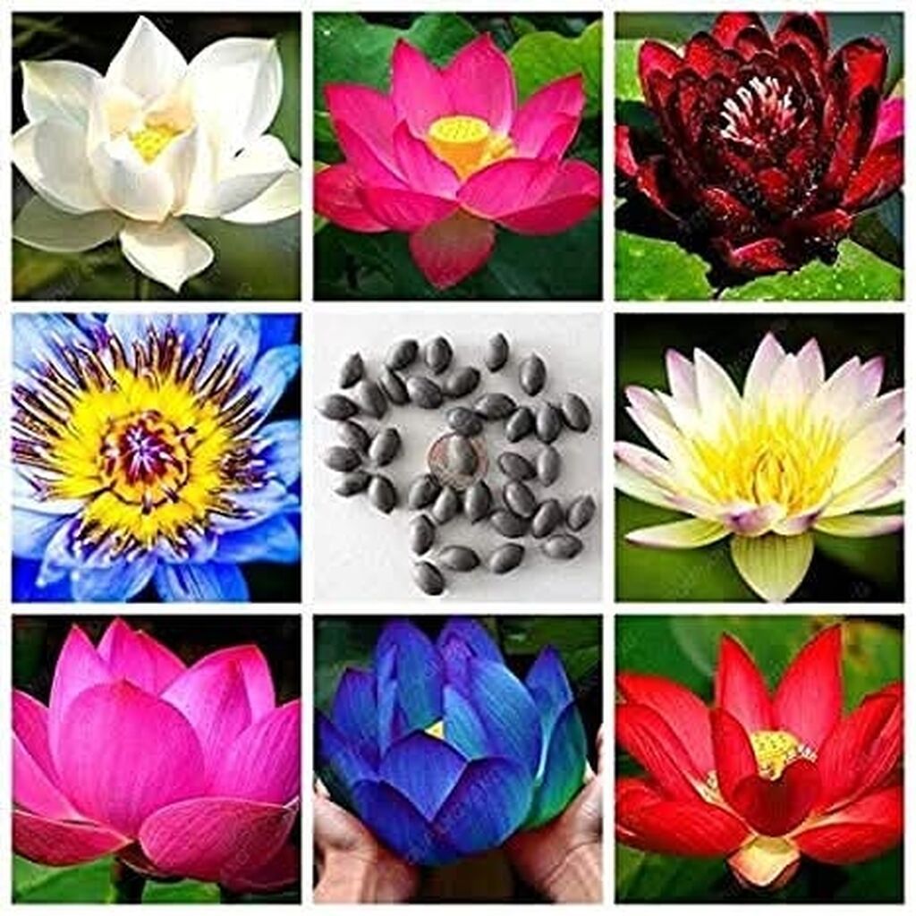 05. Seme Lotosa Cena:950din/5 semenki Za kućni Lotus potrebna vam je
