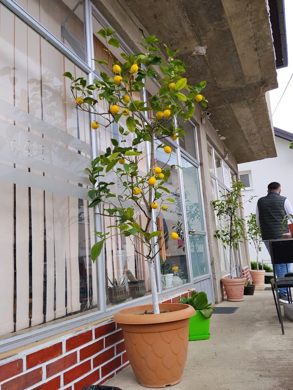 Limun u saksiji – plodonosno drvo - Vrsta: Citrus limon (limun) -
