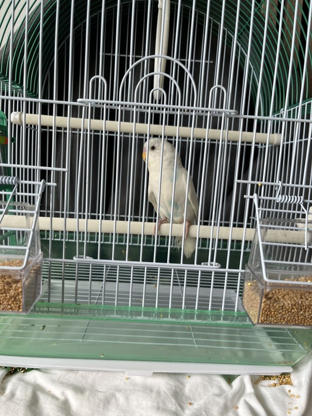 Na prodaju Agaponis Tigrica (Albino) Starost: 3 meseca Osobine