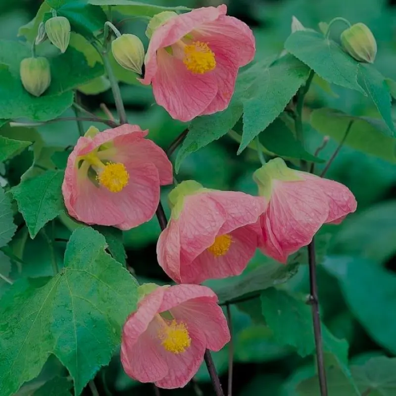 Abutilon roze