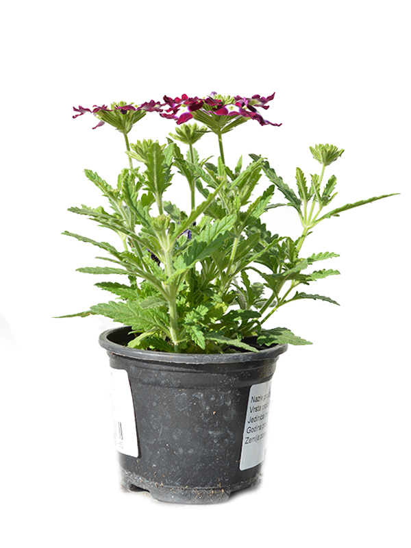 Verbena rasad
