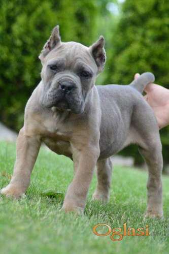 Cane Corso, štenci vrhunskog kvaliteta