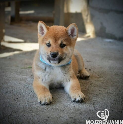 Shiba inu stenci