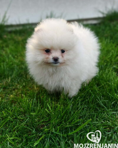 Pomeranski spic
