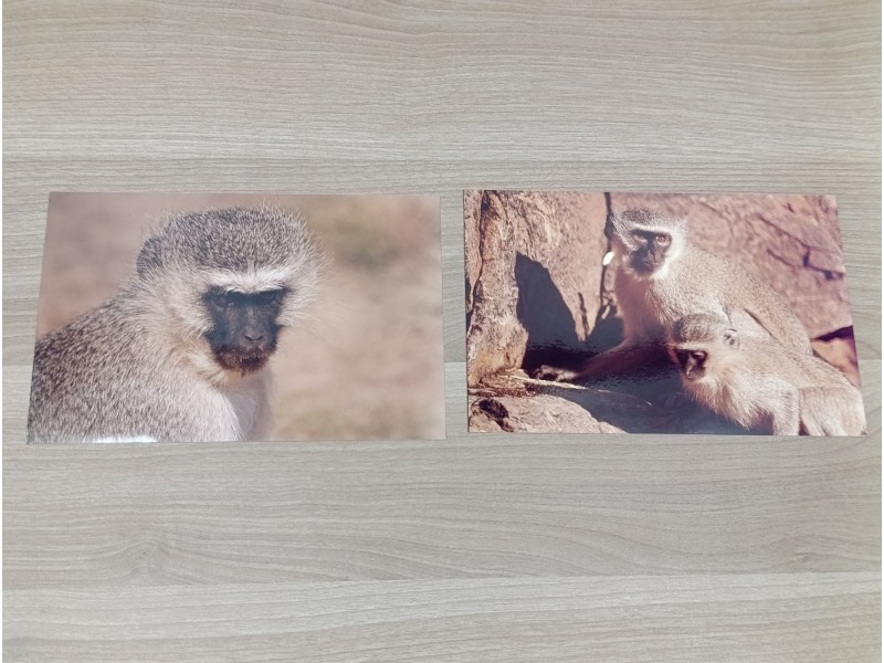 Lot fotografija zeleni Zamorci
