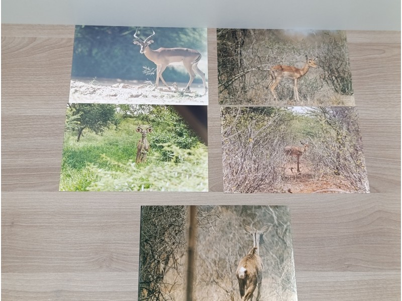 Lot fotografija Impala
