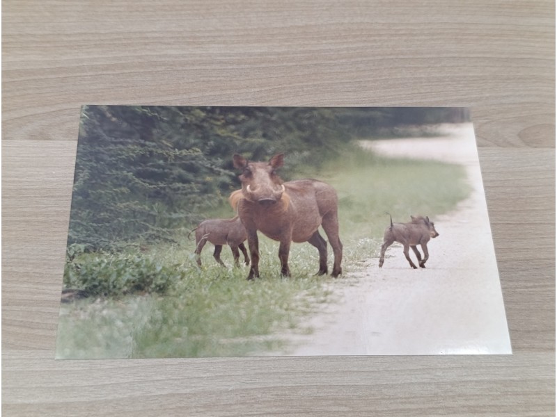 Fotografija afrička bradavičasta svinja