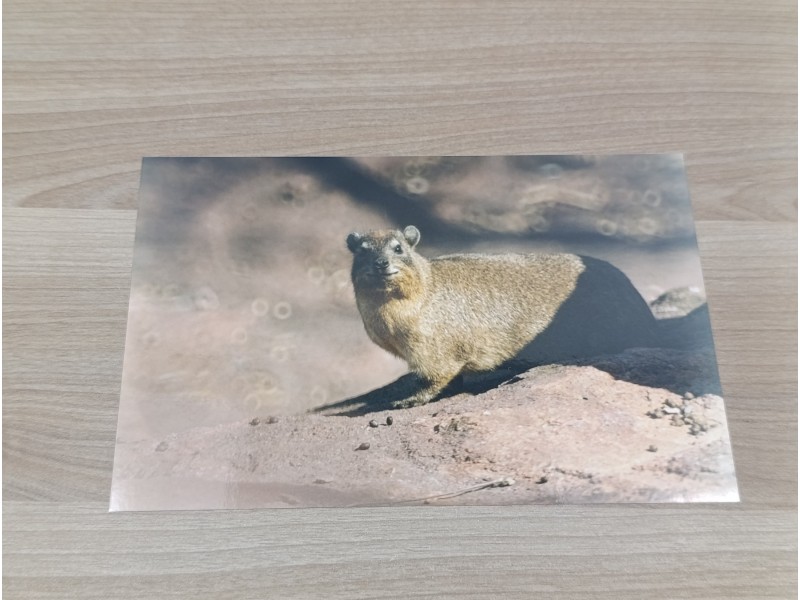 Fotografija Daman