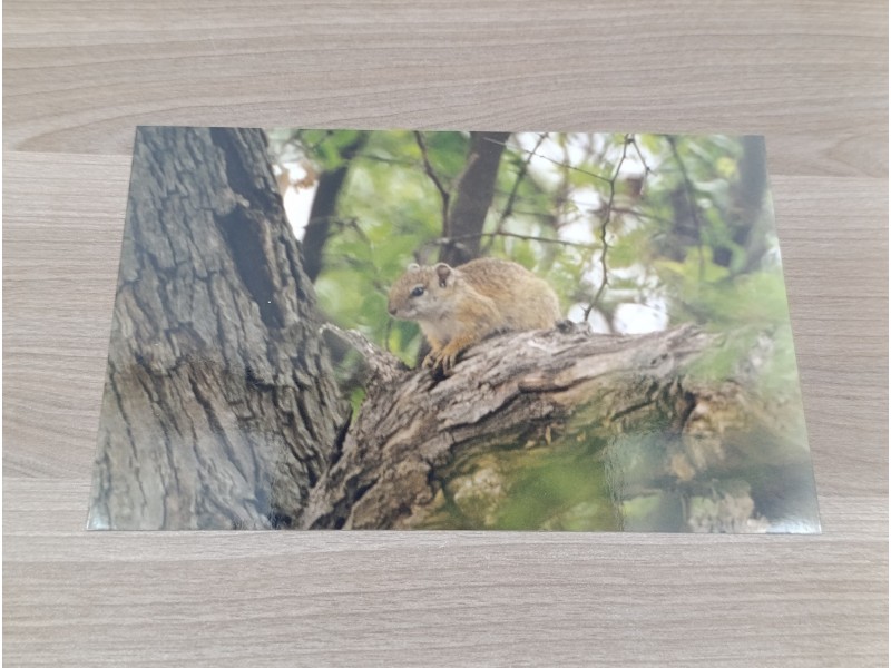 Fotografija Veverica