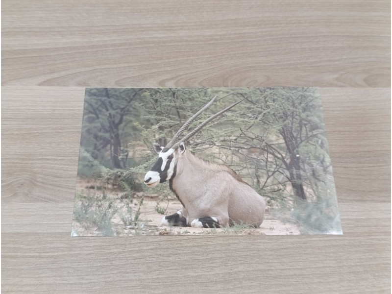 Fotografija Oriks