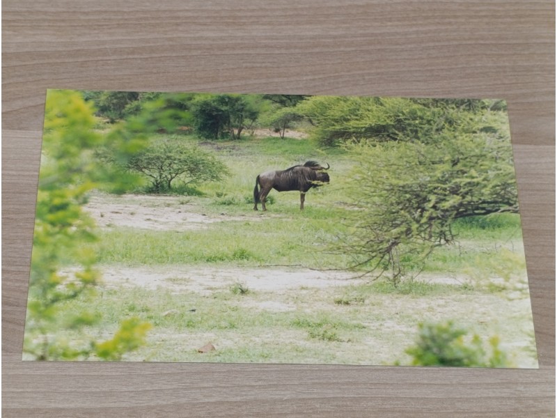 Fotografija Gnu