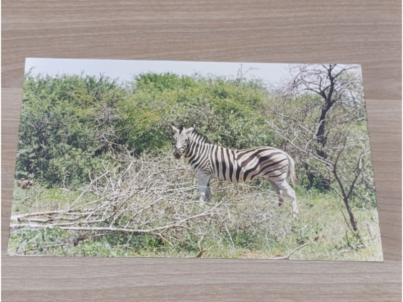 Fotografija Zebra