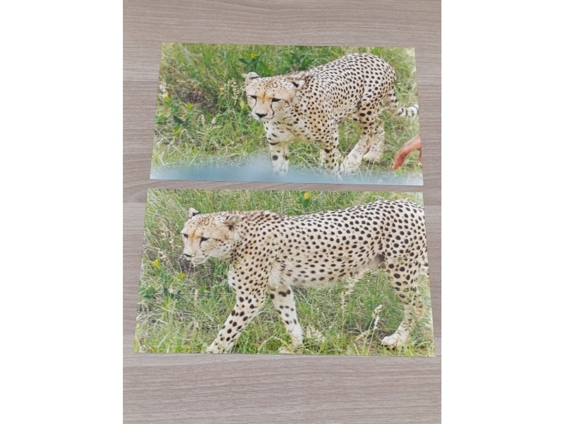 Lot fotografija Gepard