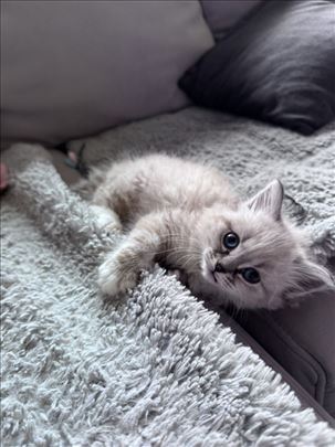 Ragdoll , mače