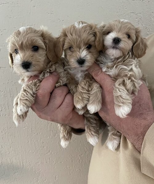 Mini maltipoo
