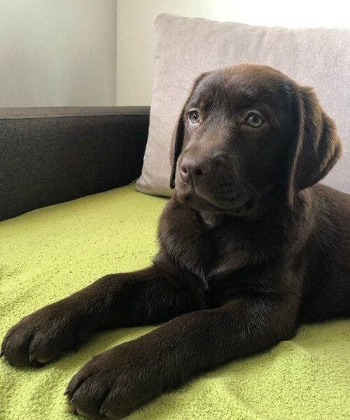 LABRADOR retriver, čokoladni štenci