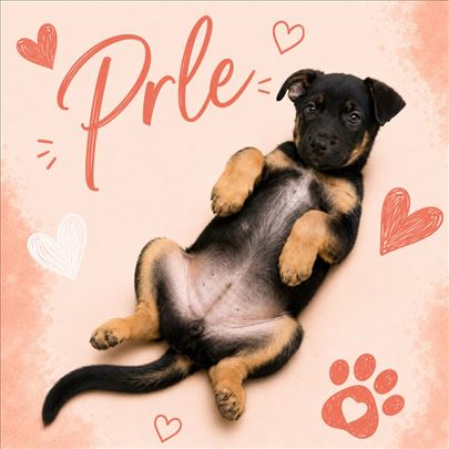 Prle čeka svoje ljude